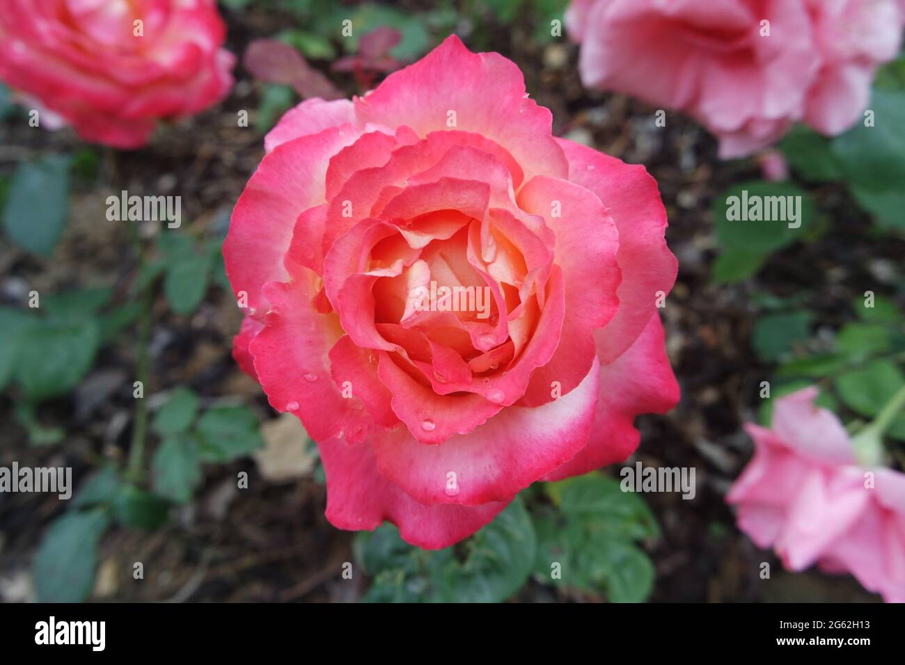 Beauty of Color Magic Pink Rose Flowers Stock Photo - Alamy