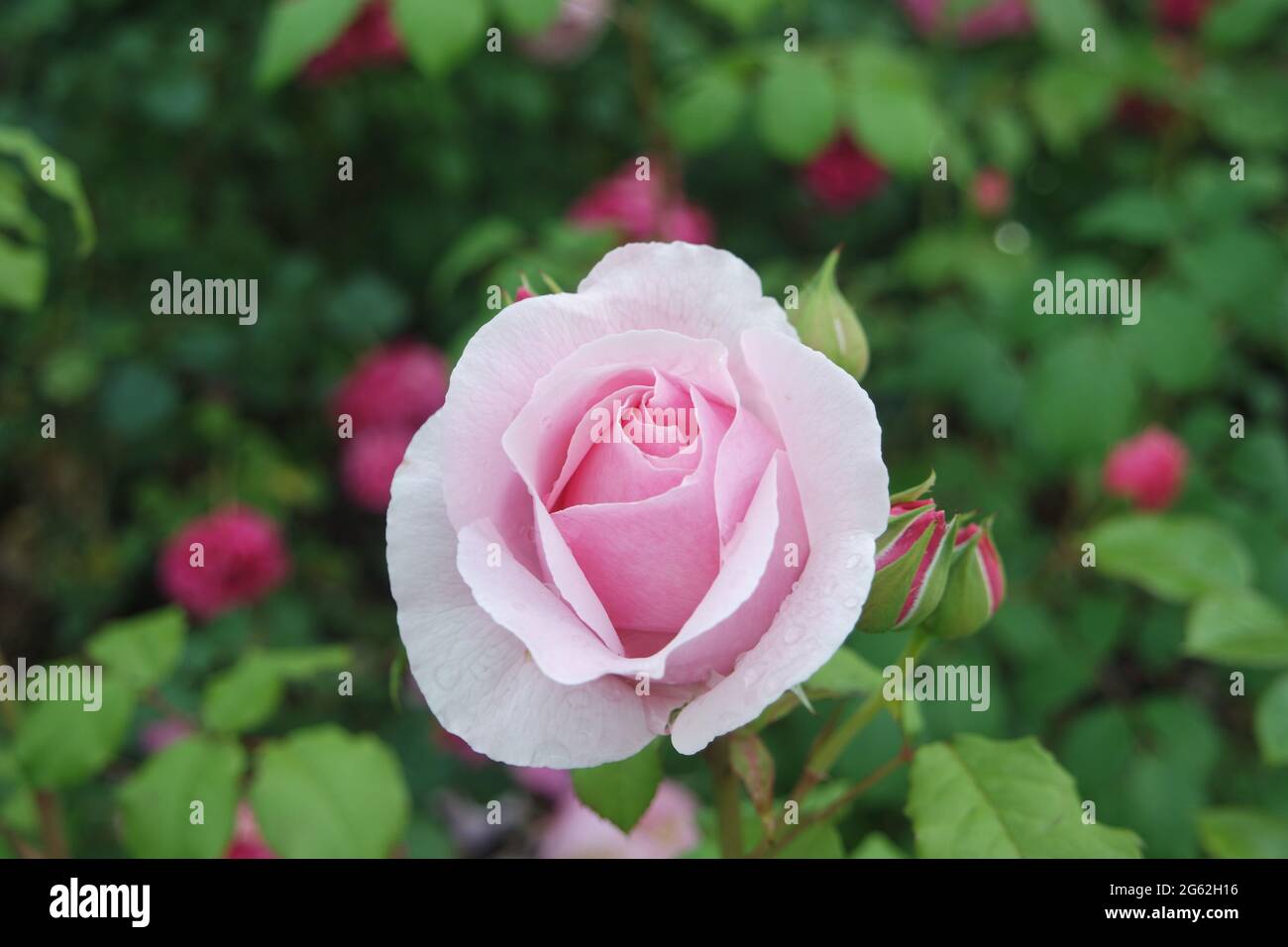 Baby pink rose hi-res stock photography and images - Alamy