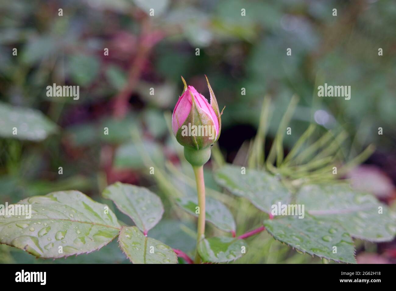 Rose bud with leaves hi-res stock photography and images - Alamy