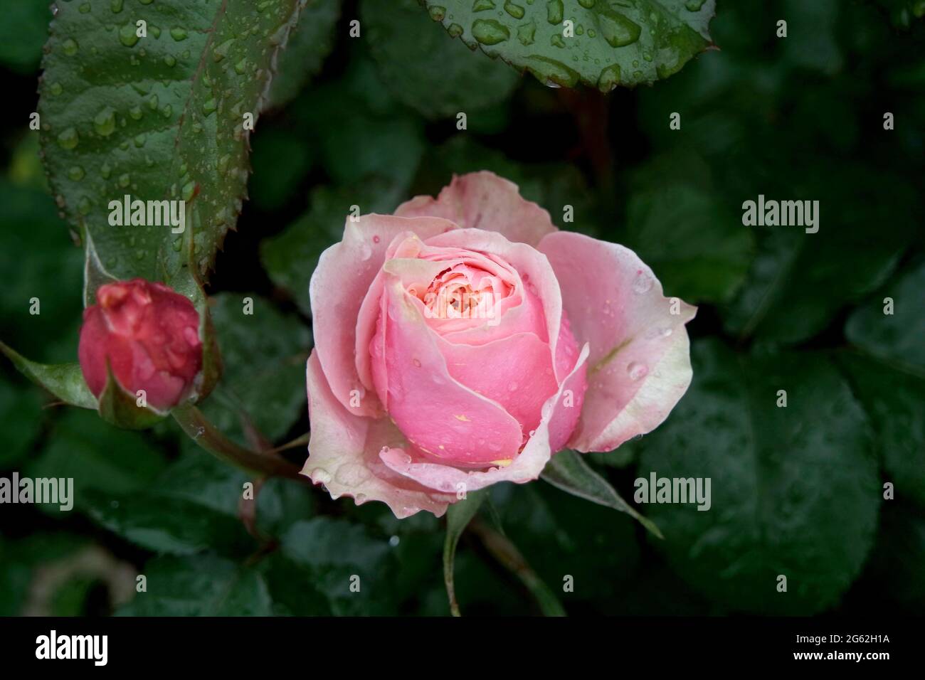 Bright Pink Rose Bud With Water Drops Stock Photo - Alamy