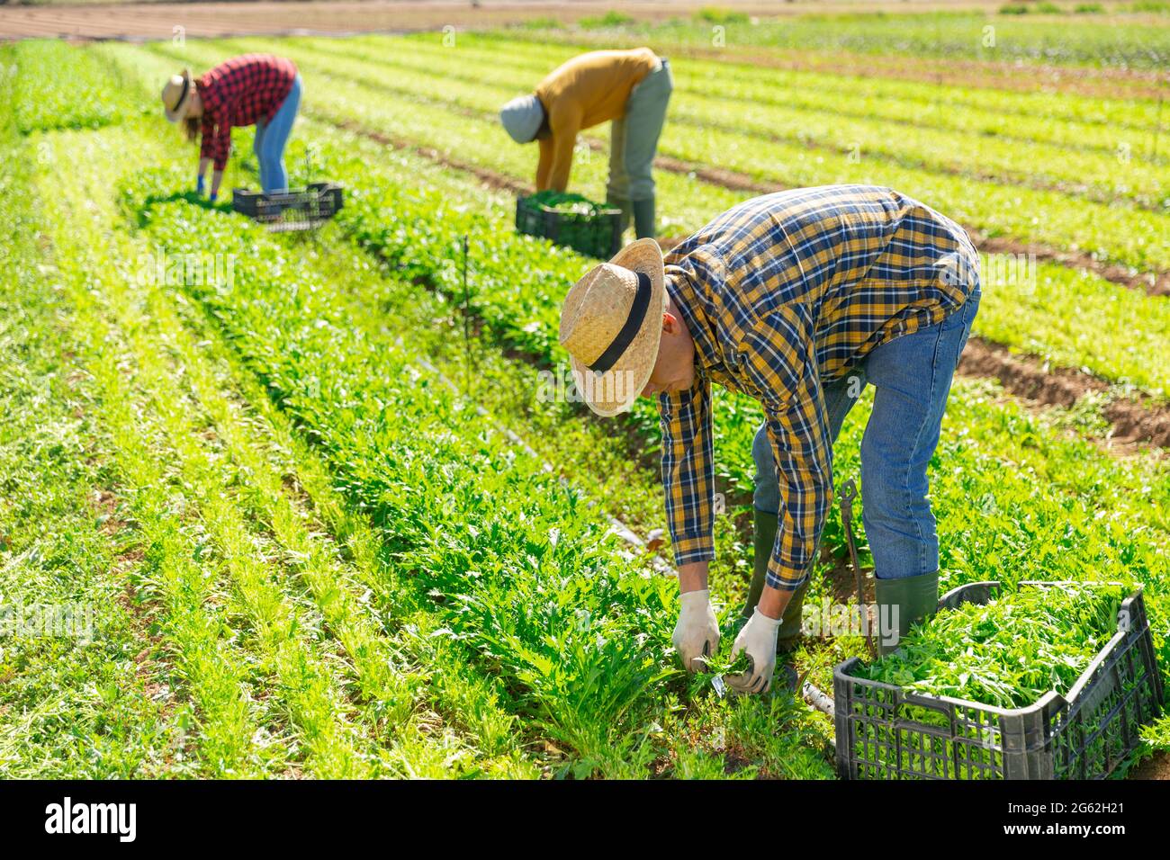 Harvest Field Workers
