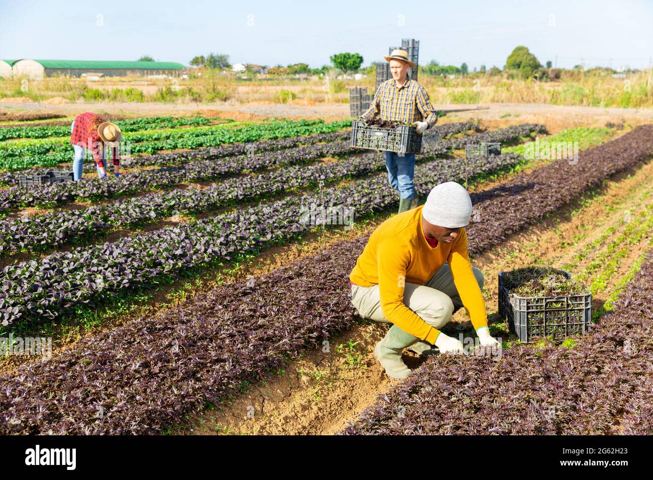 Farm workers picking leaf vegetables on field Stock Photo - Alamy