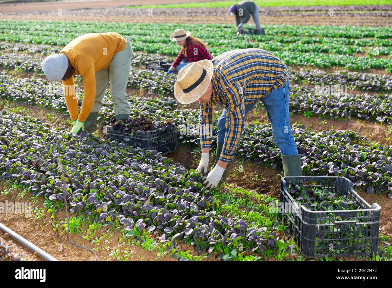 Mustard greens picking hi-res stock photography and images - Alamy