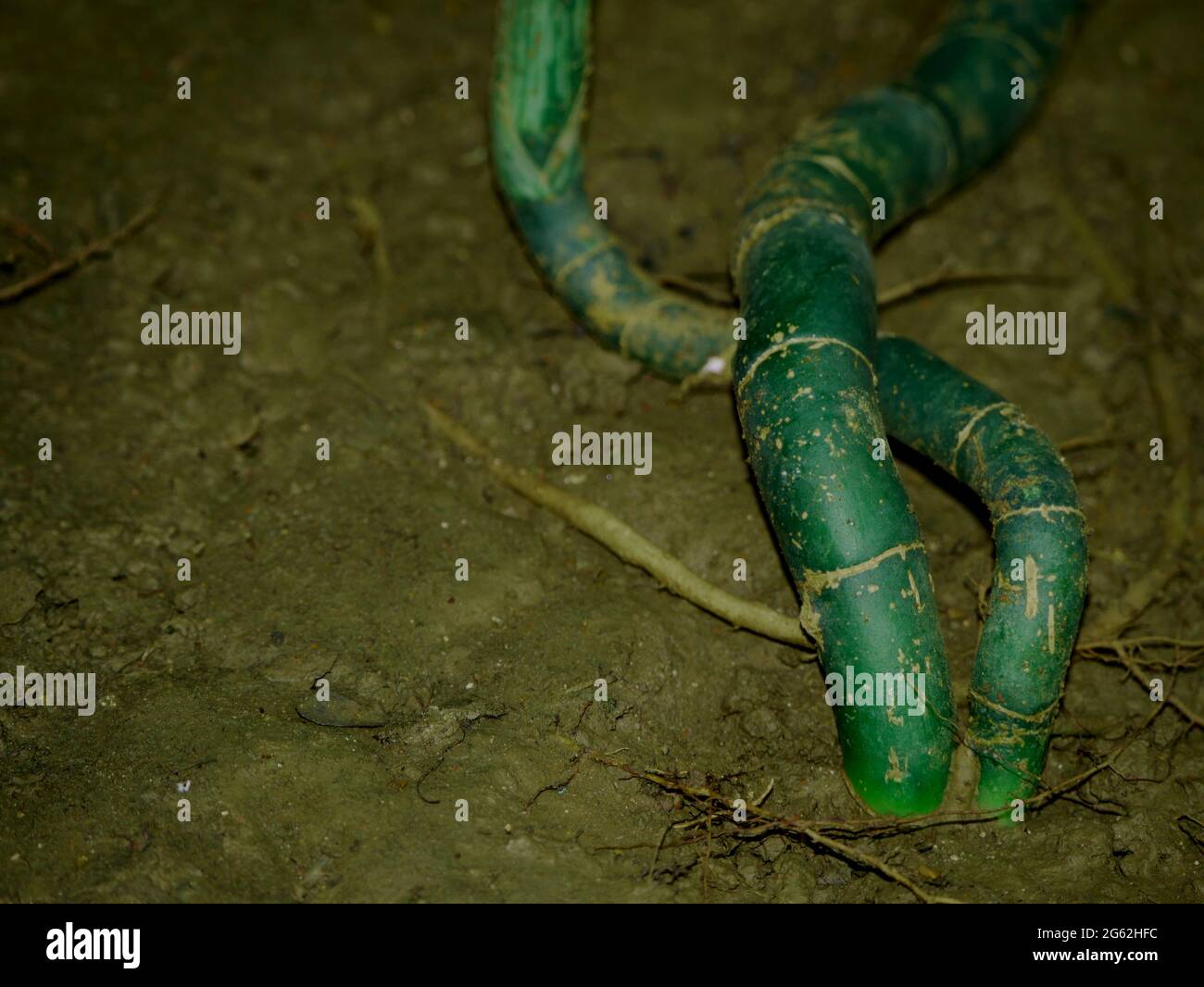 Green plant roots closeup growing from soil land, organic food growth ...