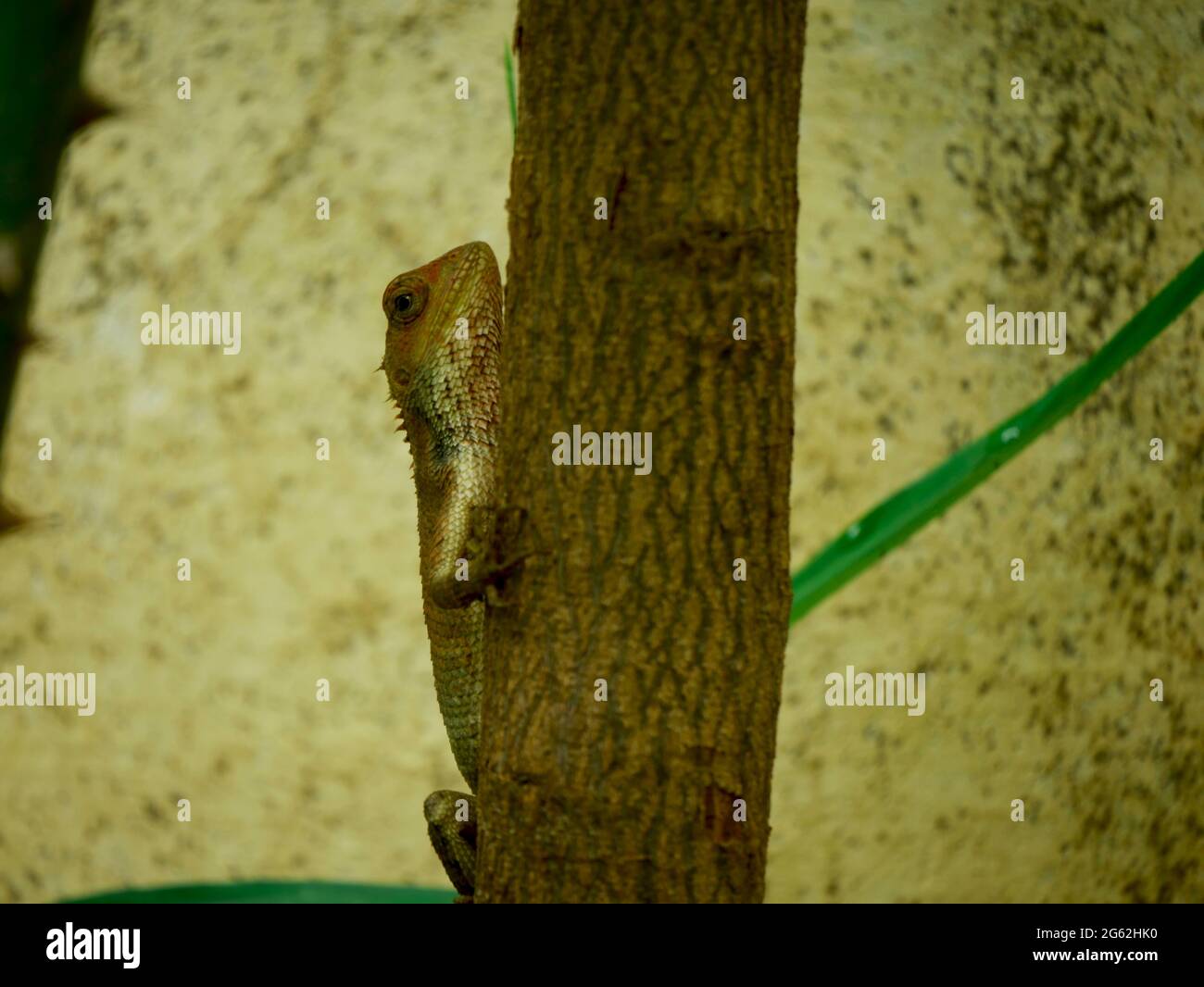 Chameleon climbing on wood tree branch around white wall blur ...