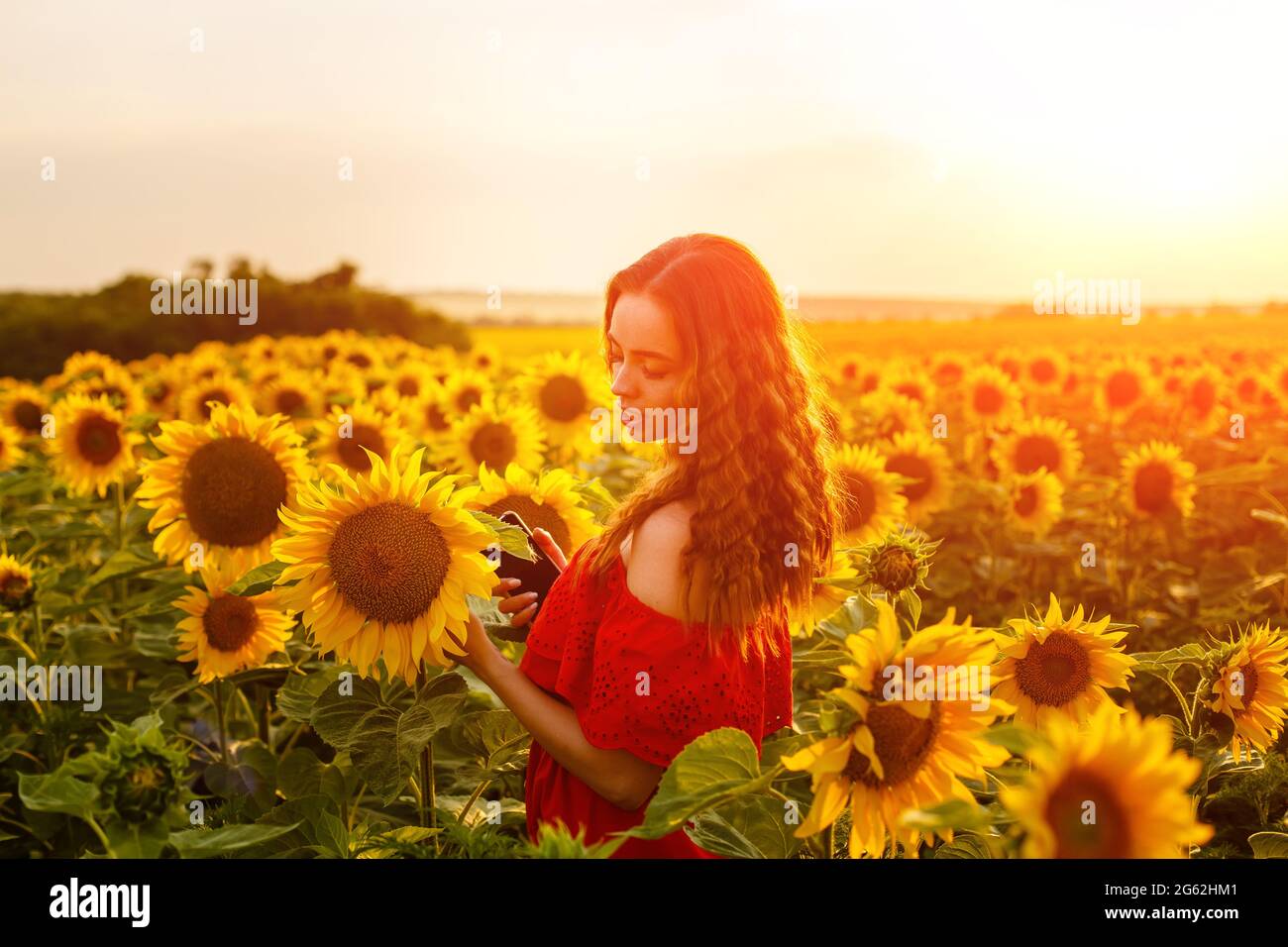 Female portrait of young woman in field of blooming sunflowers in rays ...