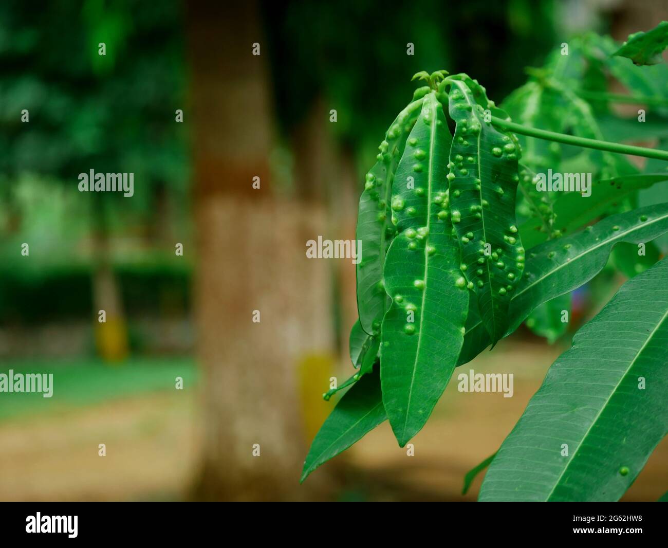 Leaves disease pimple presented natural illness herbs concept Stock ...