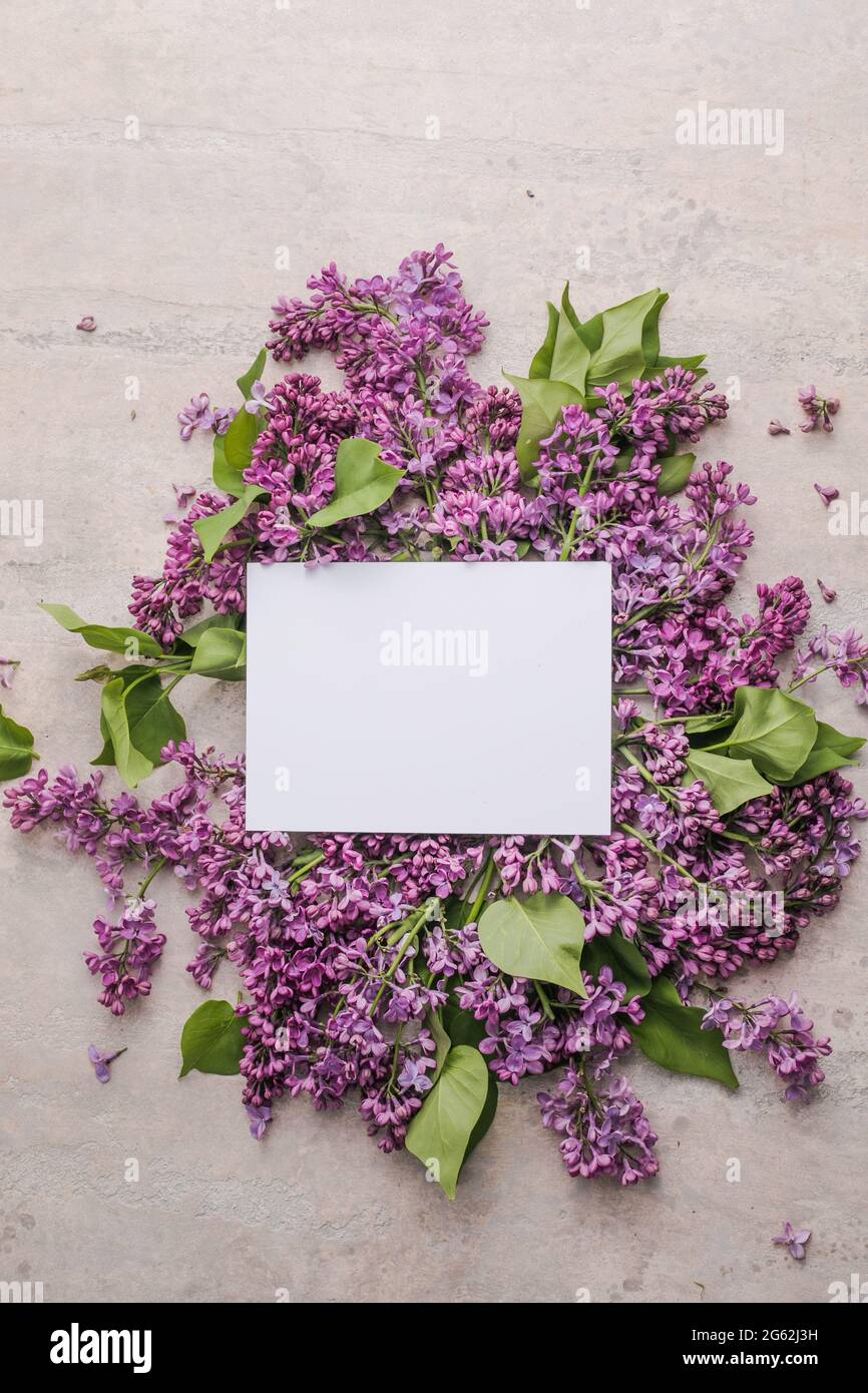 Creative layout for design with lilacs. Blooming branches of lilac ...
