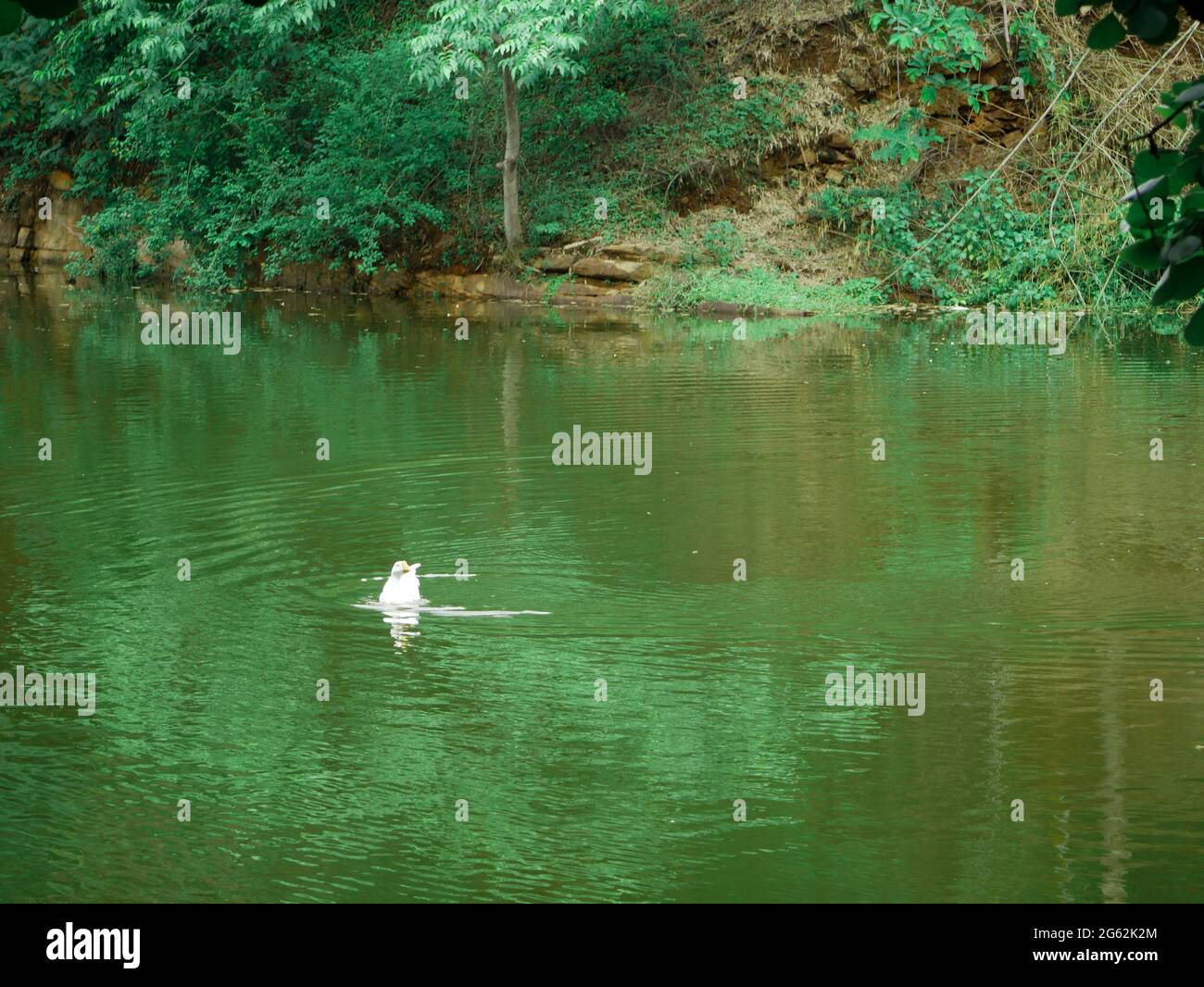 Duck alone on lake water green natural wide angle photo for commercial ...