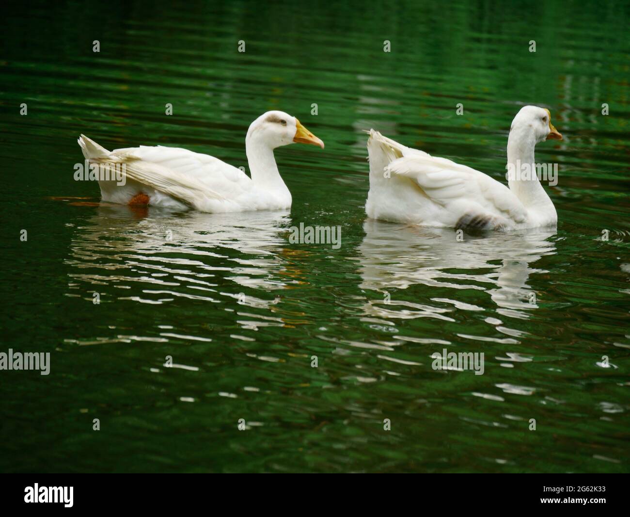 Two Duck swimming together on lake water at beautiful natural ...