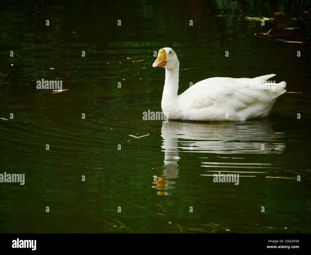 Duck looking at front while swimming on water side at beautiful natural ...