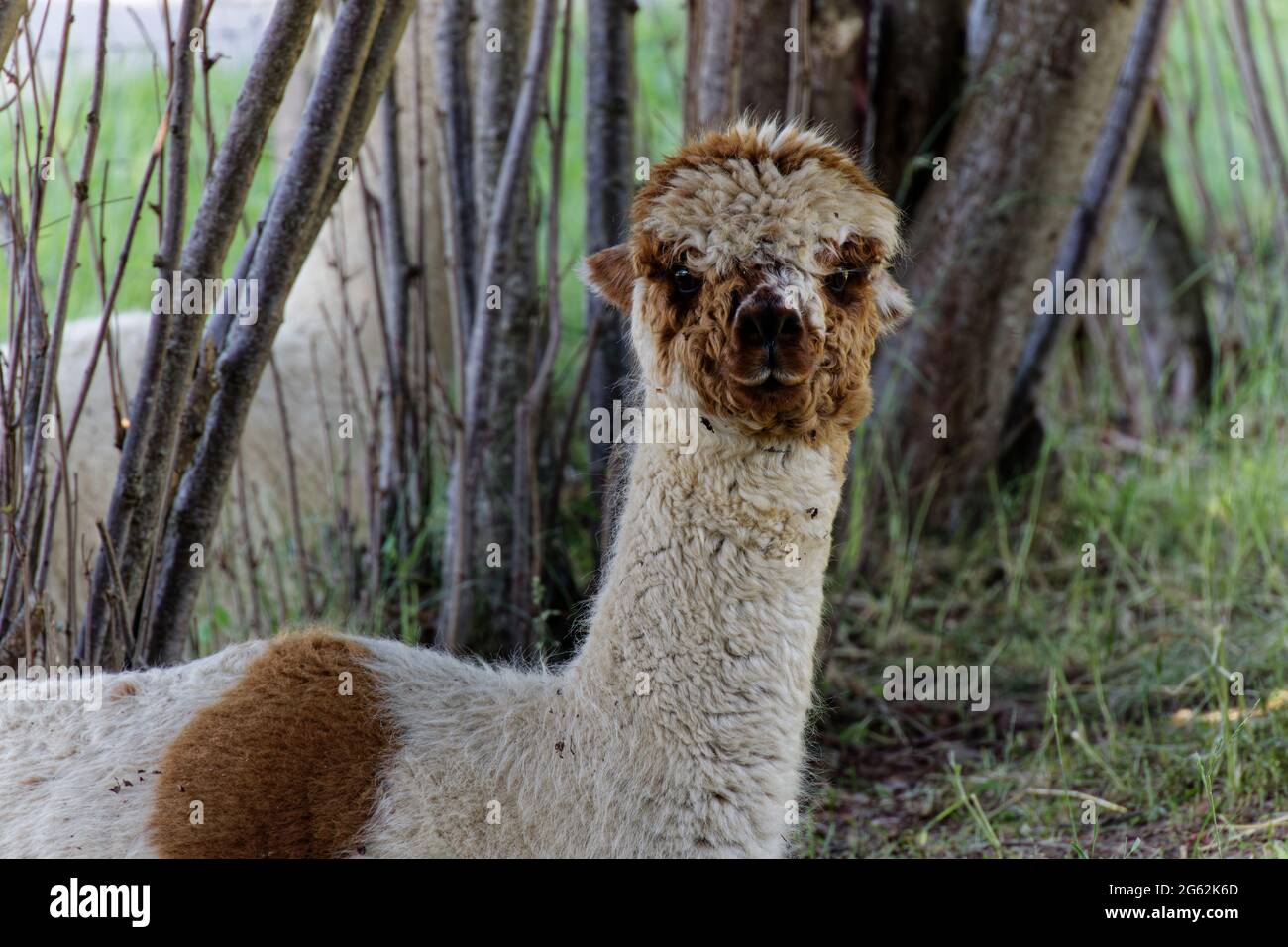 brown and white alpaca stands in the shadow and looks directly into the ...