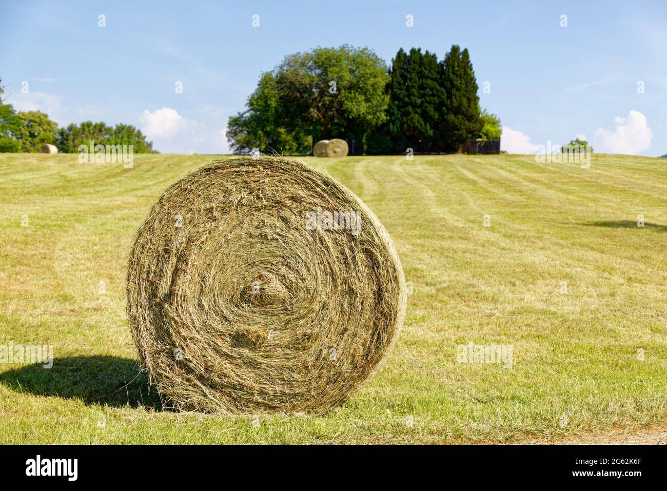 harvest time: big round hay bale on a mowed summer meadow photographed ...