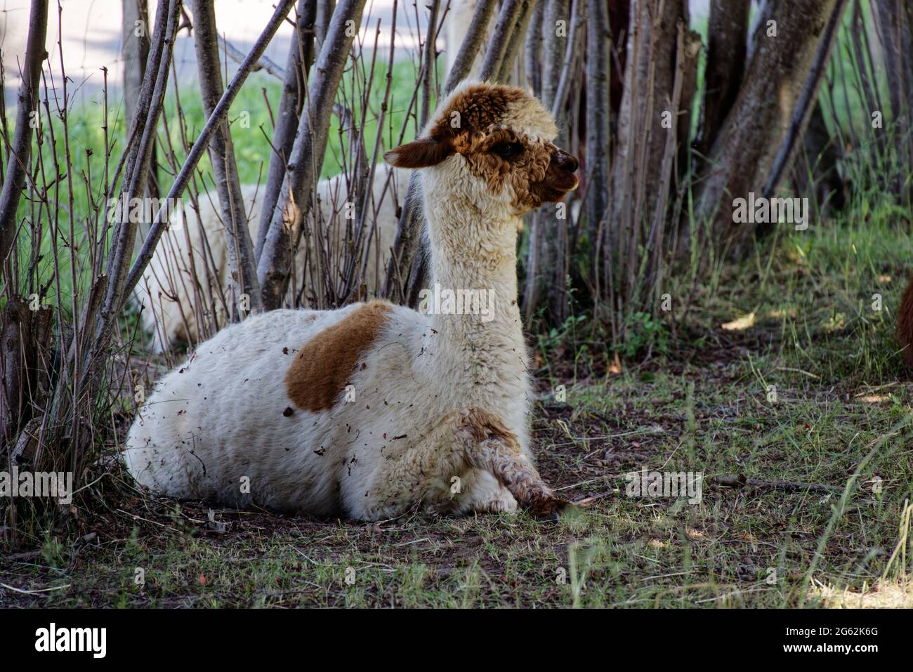 Grazing animals ecuador hi-res stock photography and images - Alamy