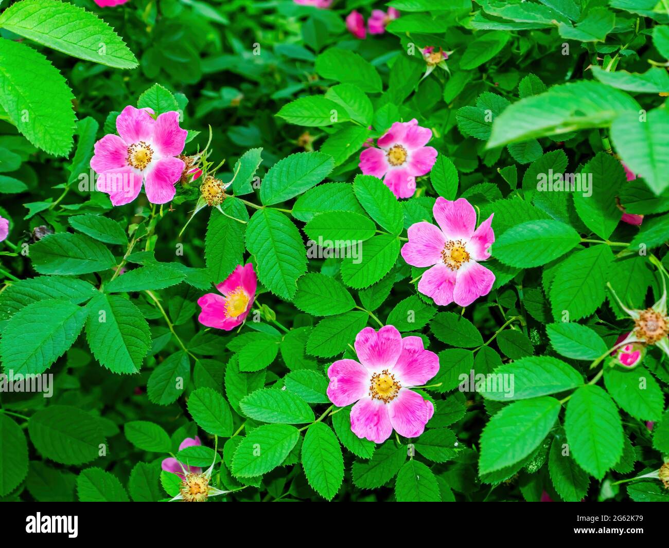 Rosehip blooming with pink flowers with green leaves. Pink flowers ...