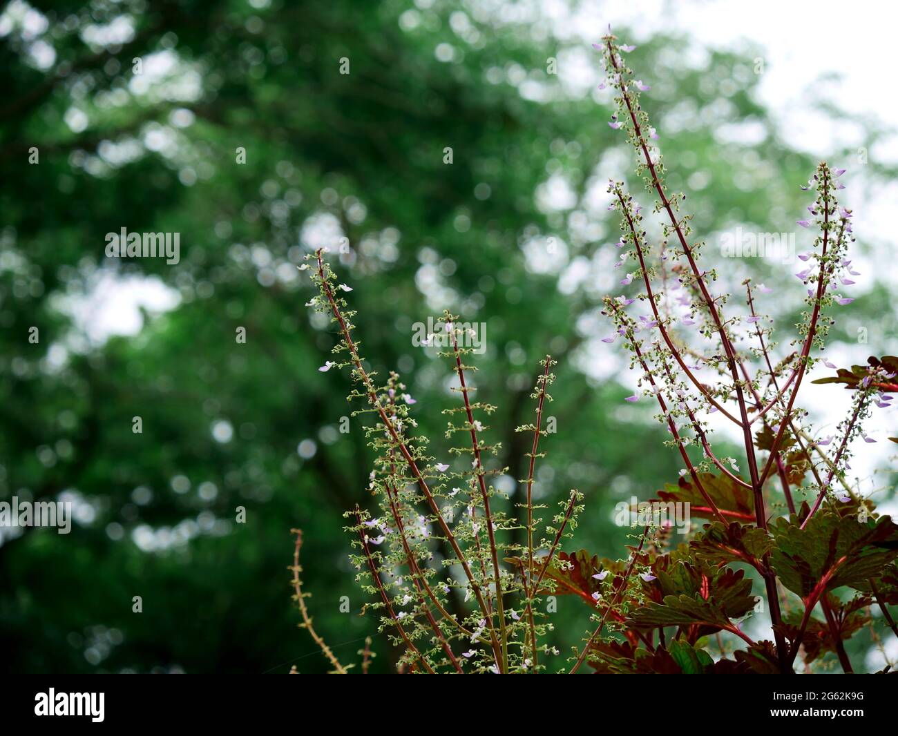 tropical plant side closeup at natural green garden background Stock ...