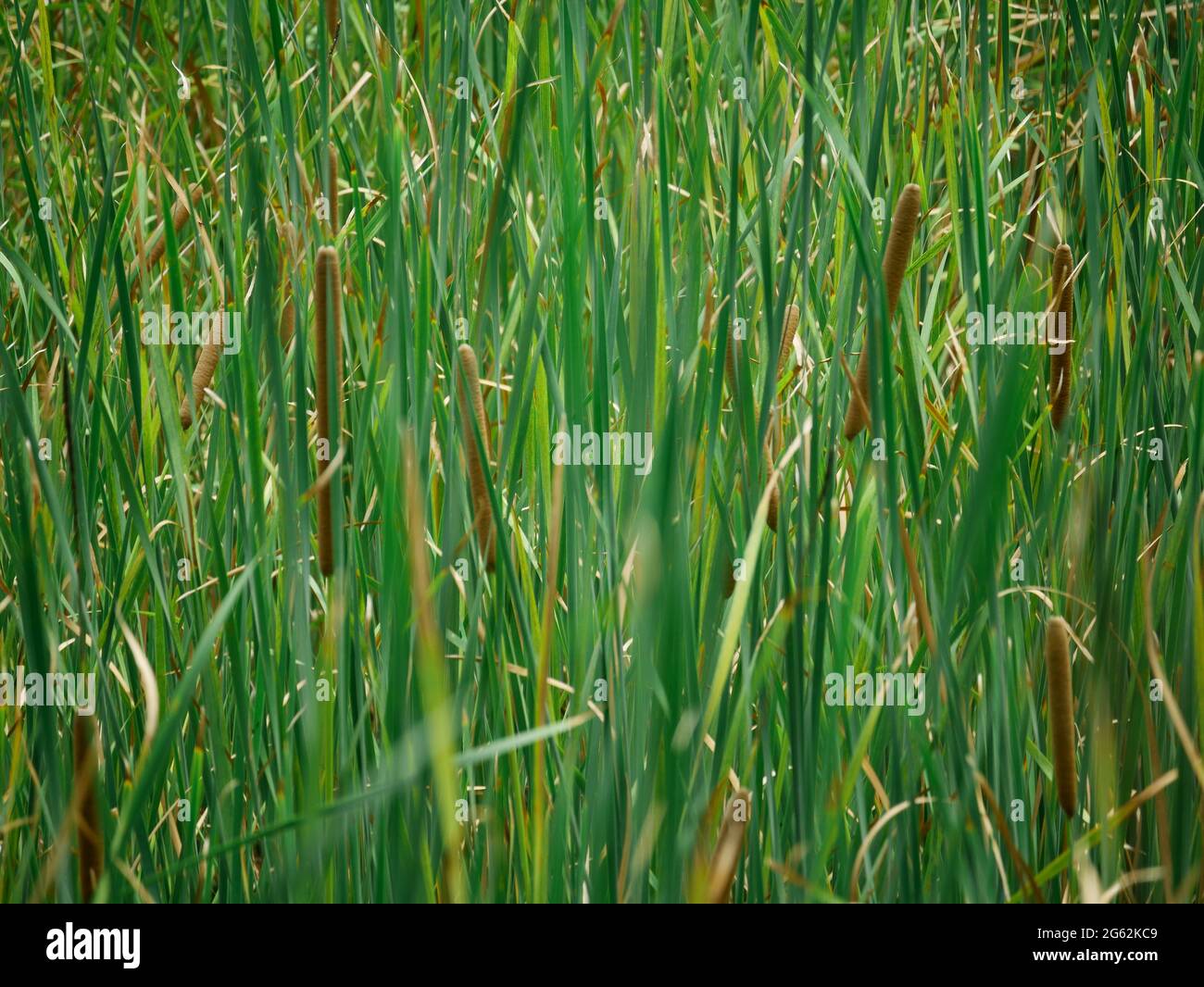 Grass texture presented at green natural field Stock Photo - Alamy