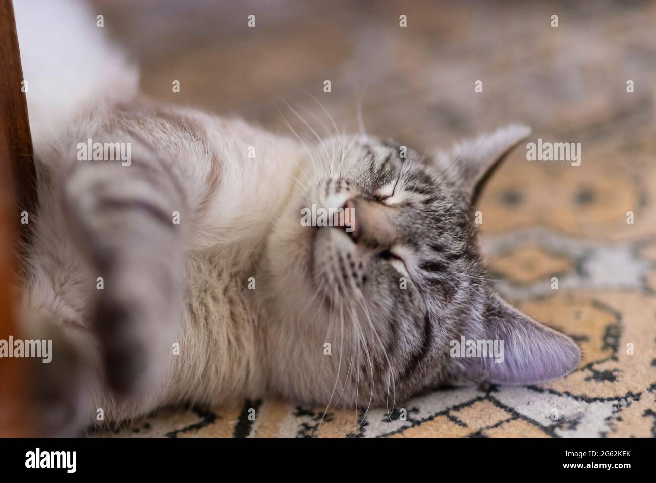 Cat sleeping on its back Stock Photo - Alamy