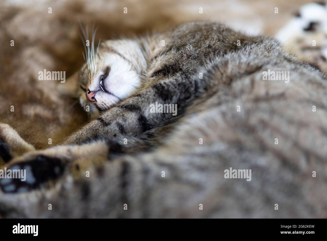 Cat sleeping on its back Stock Photo - Alamy