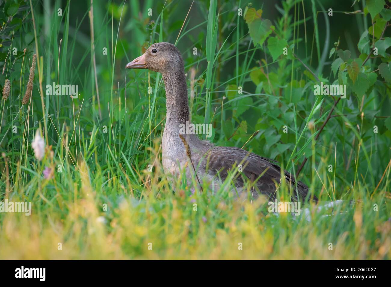 Grown-up gray gosling stands among the tall green grass Stock Photo - Alamy