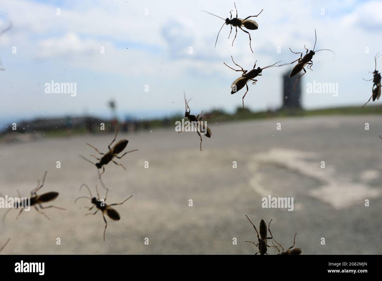 Harmless insects hi-res stock photography and images - Alamy