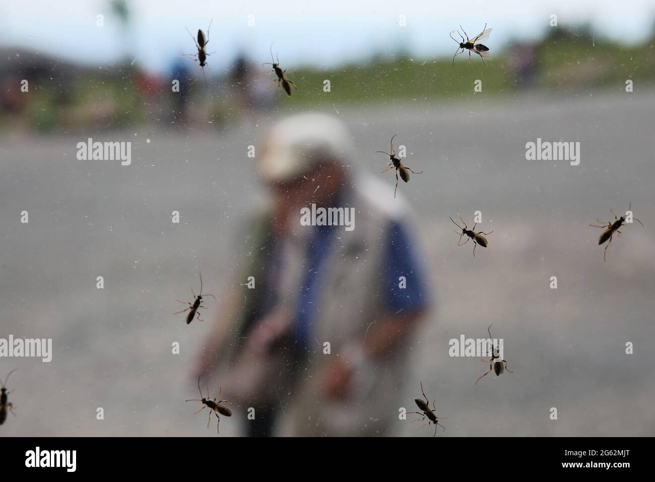 Harmless insects hi-res stock photography and images - Alamy