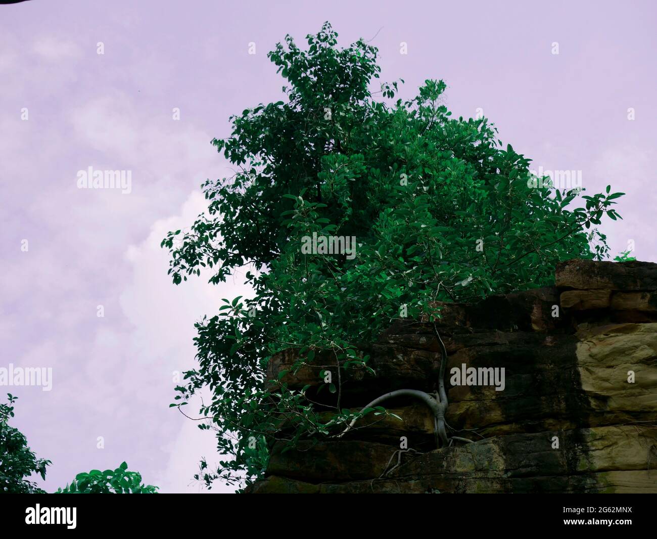 Tree growing on stone rocks at sky background Stock Photo - Alamy