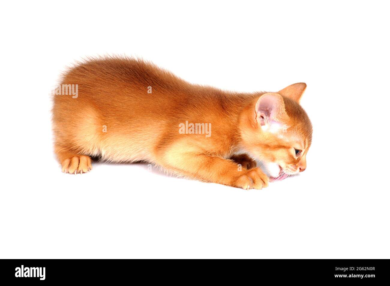 Abyssinian ginger cat sits on a white background Stock Photo - Alamy