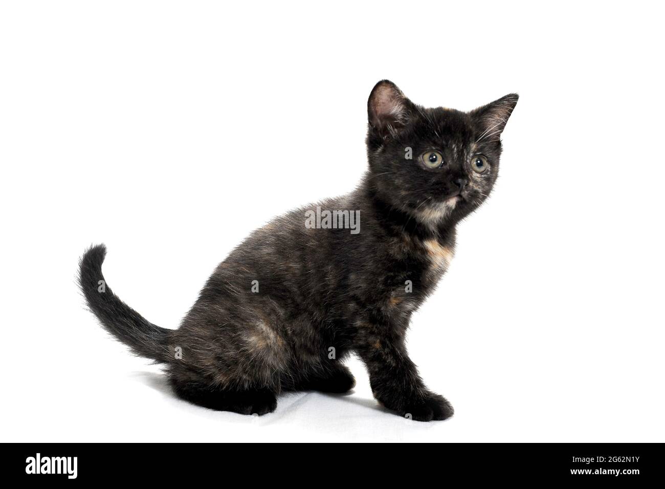 Black spotted purebred kitten hi-res stock photography and images - Alamy