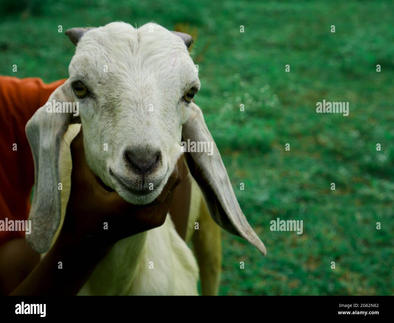 Boy holded baby goat face for presenting natural animal lifestyle ...