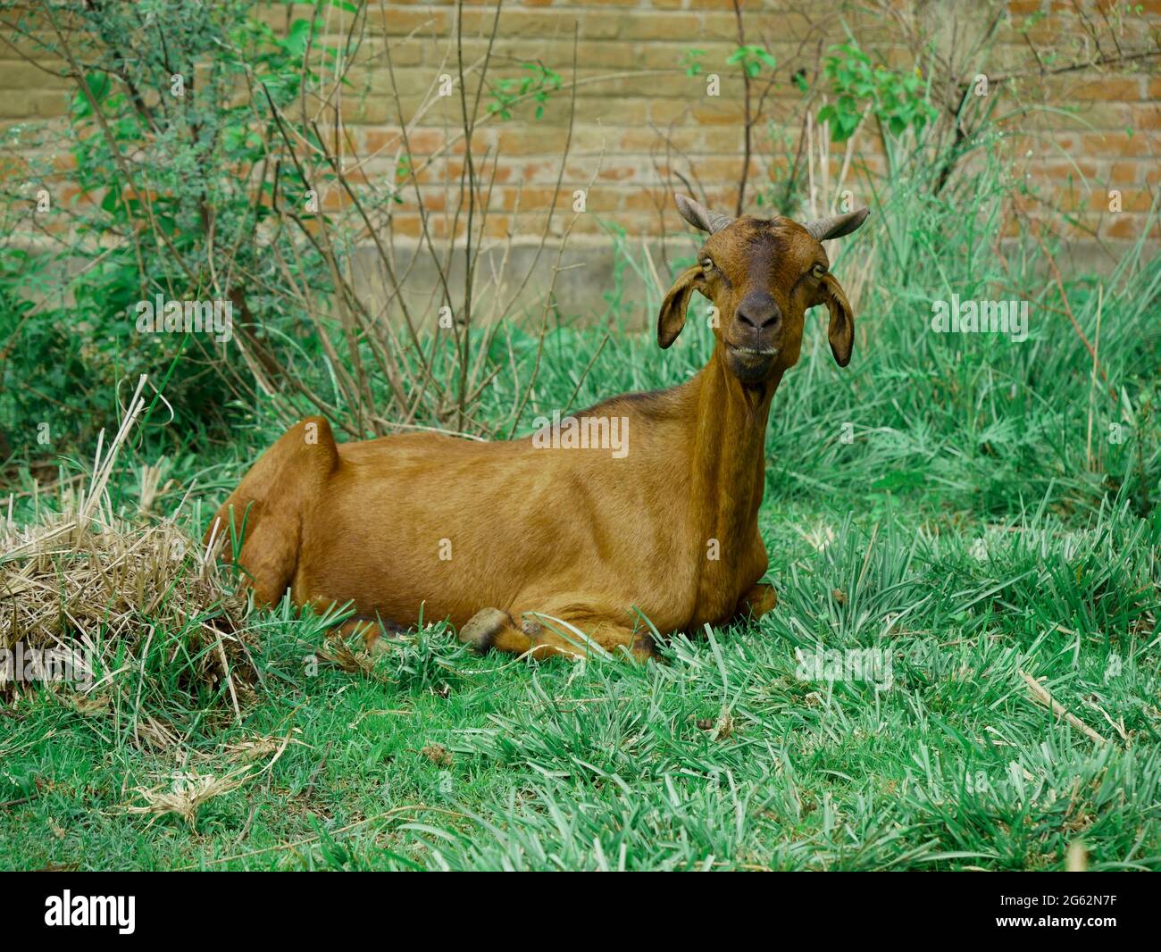 Goat in brown color seating upon green grass field at behind wall ...
