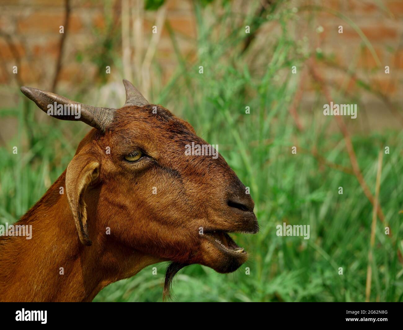 Goat face crying face around green grass field at behind wall texture ...