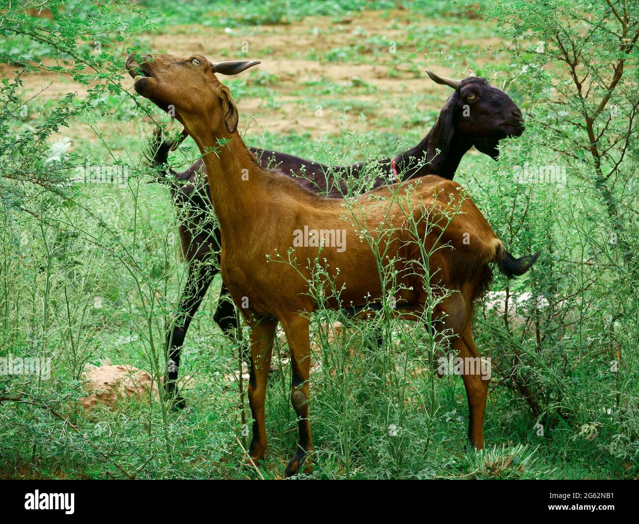 Goat s beard hi-res stock photography and images - Alamy