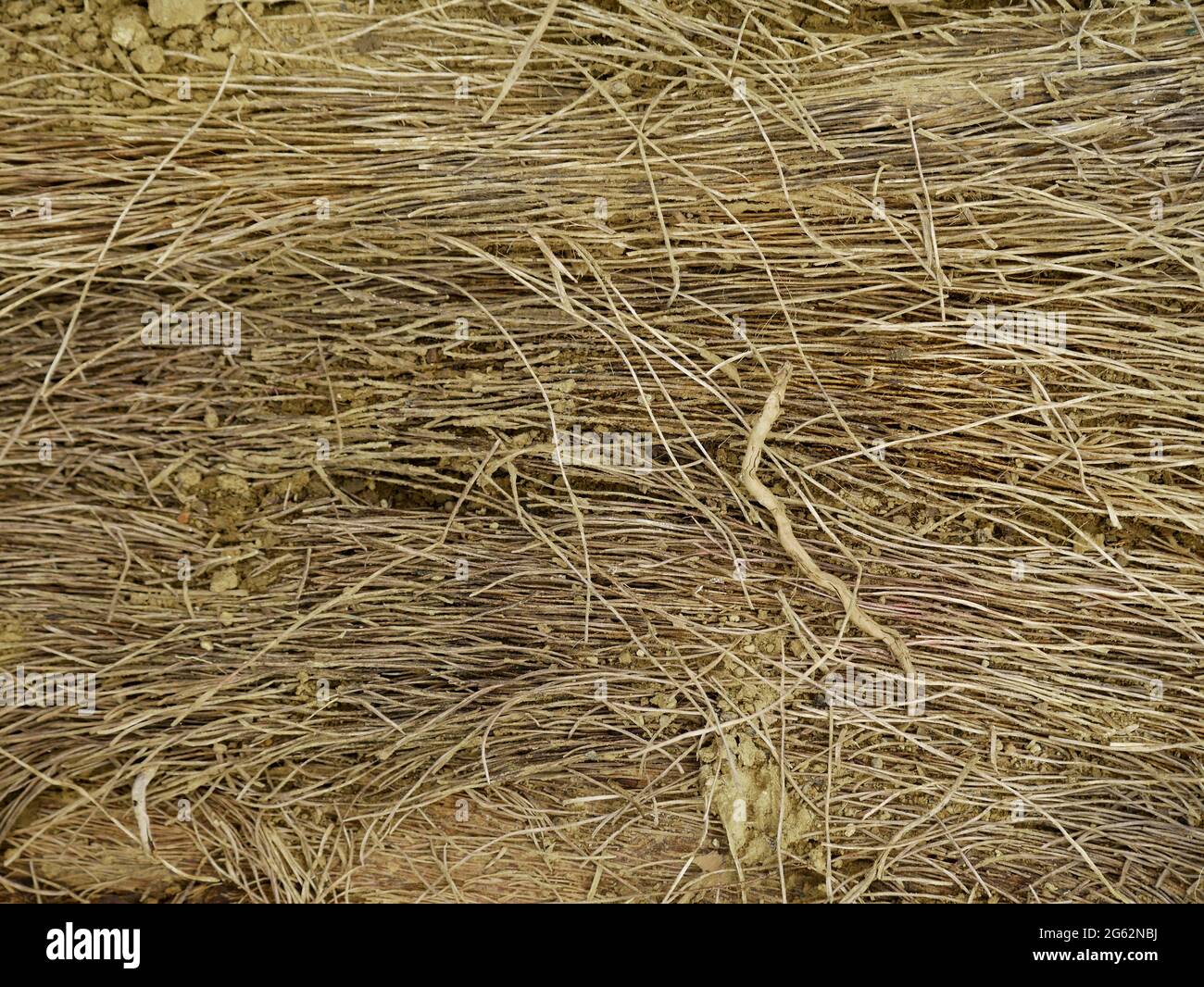 Dry grass root texture for nature presentation in brown color Stock ...