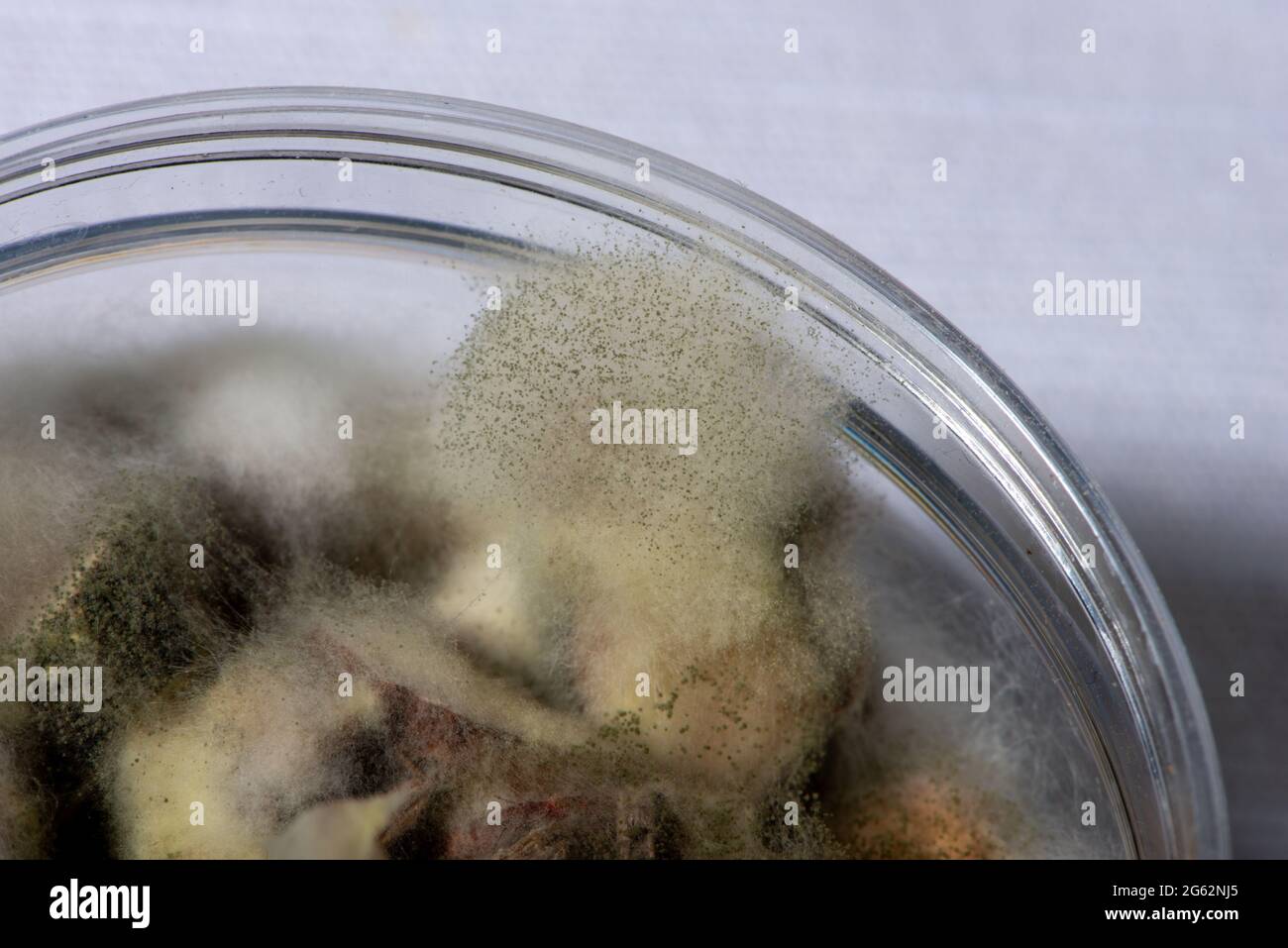 Mold on surface food close hi-res stock photography and images - Alamy