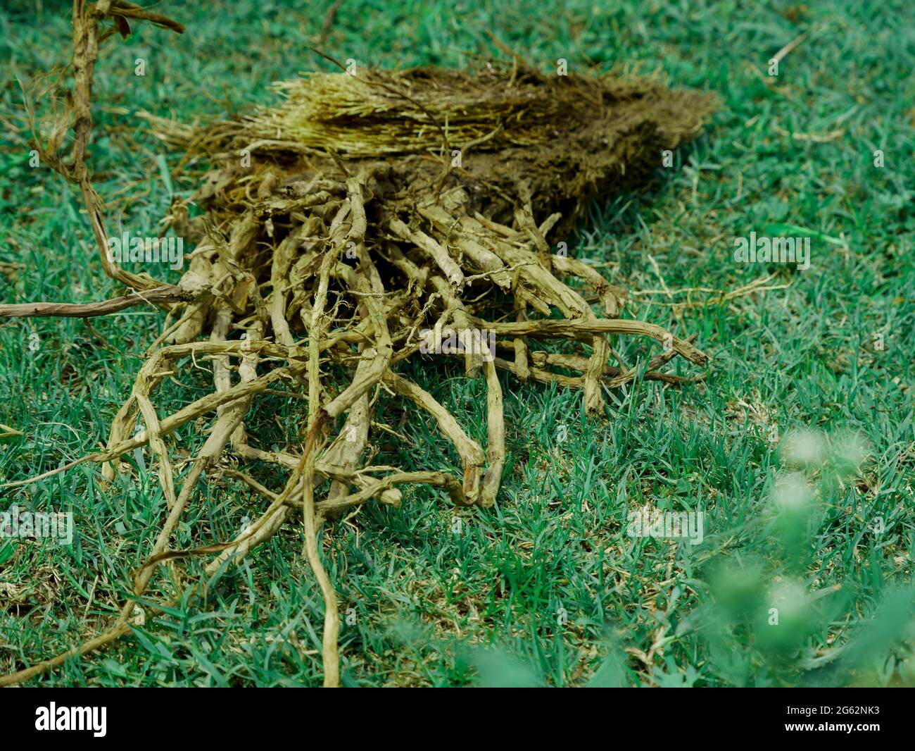 Dead dry plant roots lying on green grass field Stock Photo - Alamy
