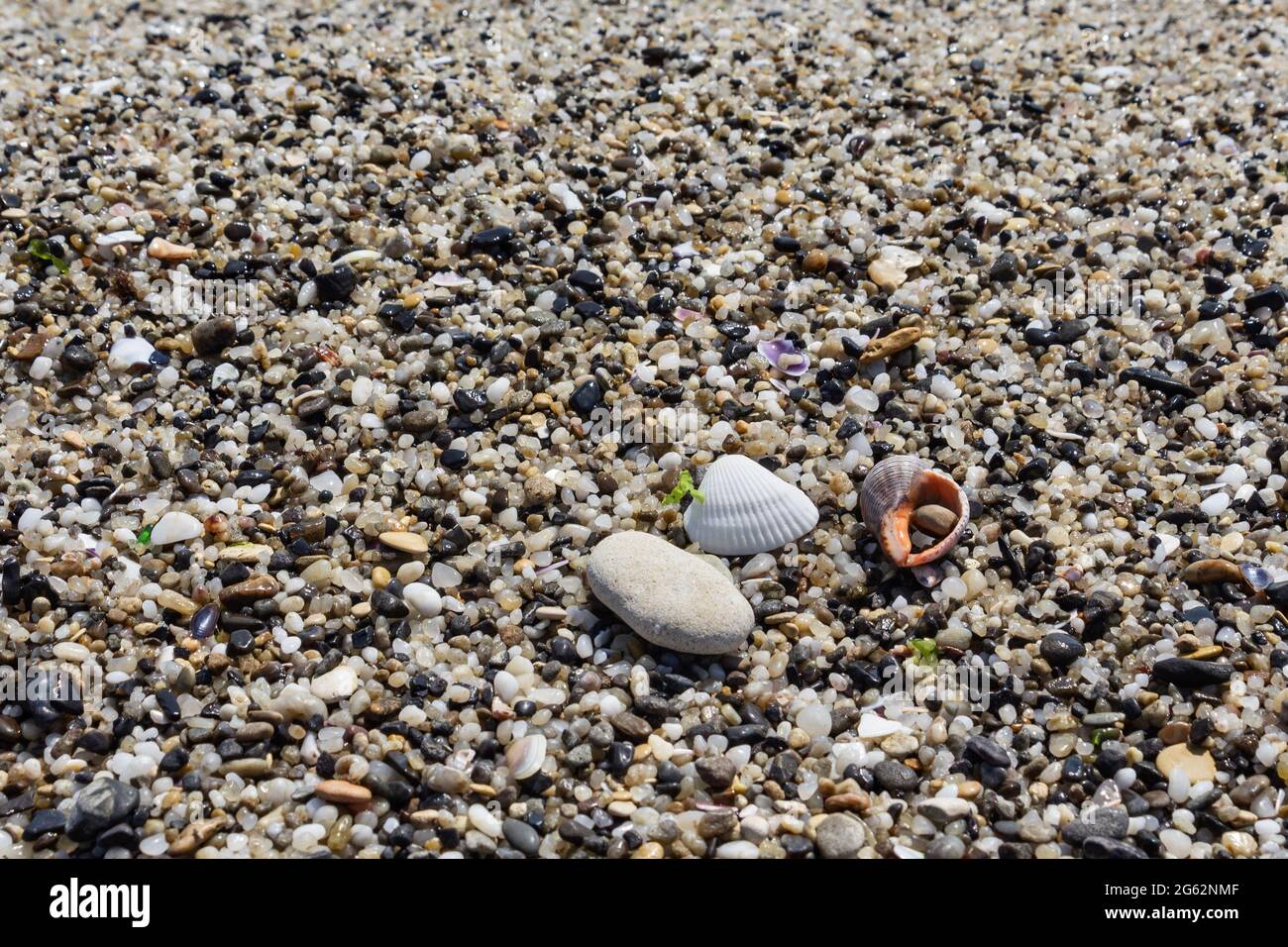 Rocky surface and seashells on the beach Stock Photo - Alamy