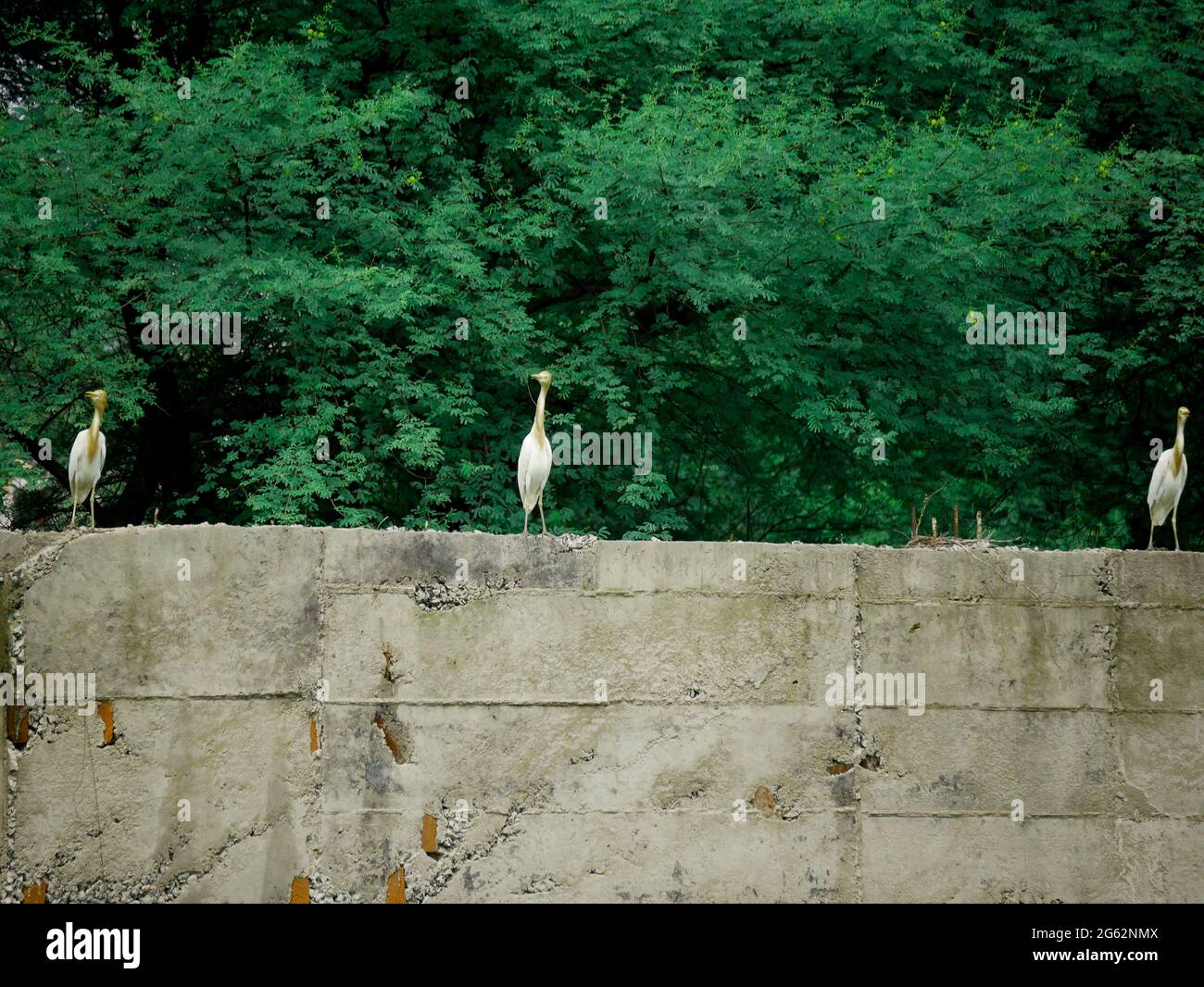 Three Herons bird seating together upon wall structure behind green ...