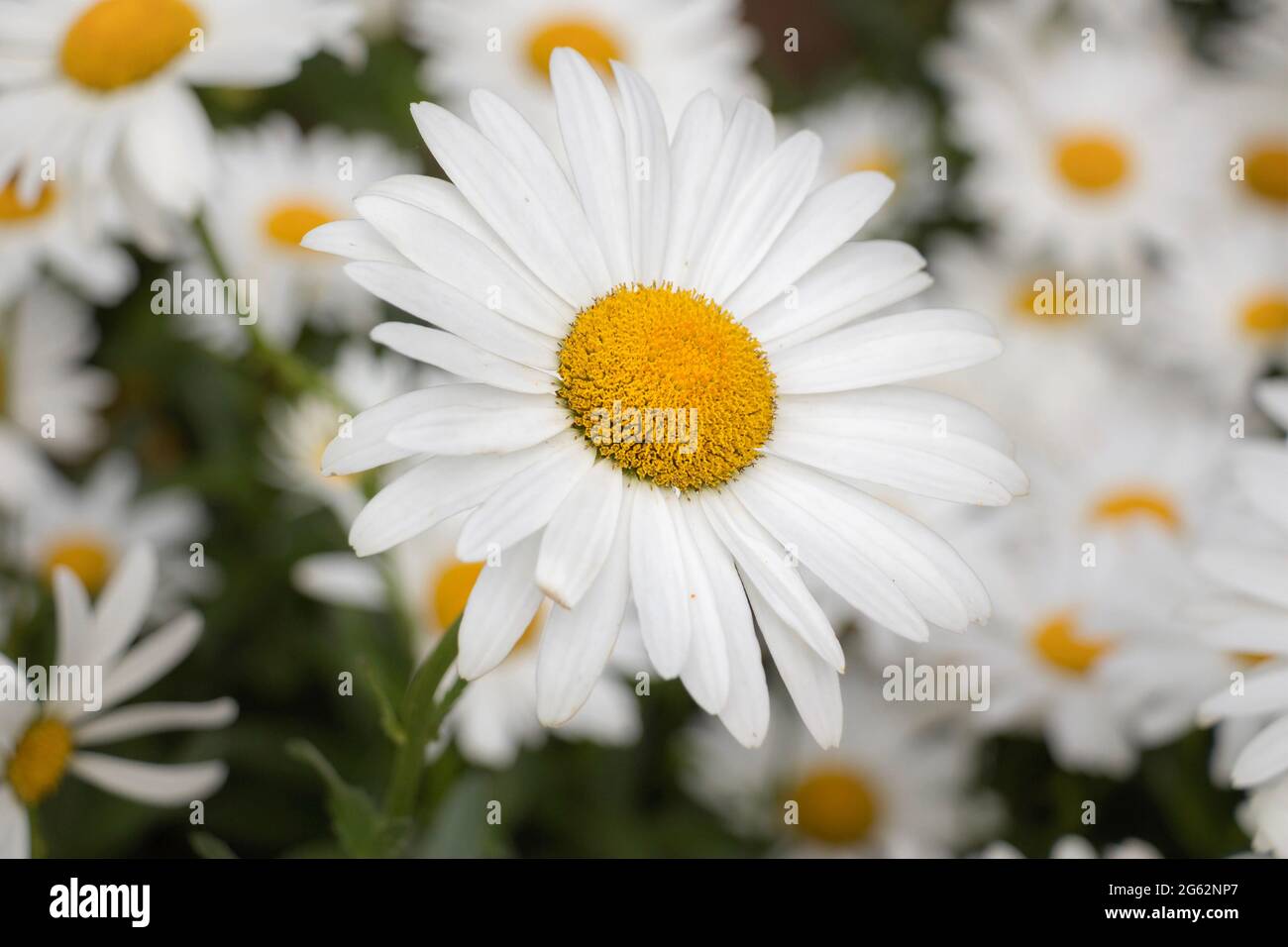 Beautiful daisy flower hi-res stock photography and images - Alamy