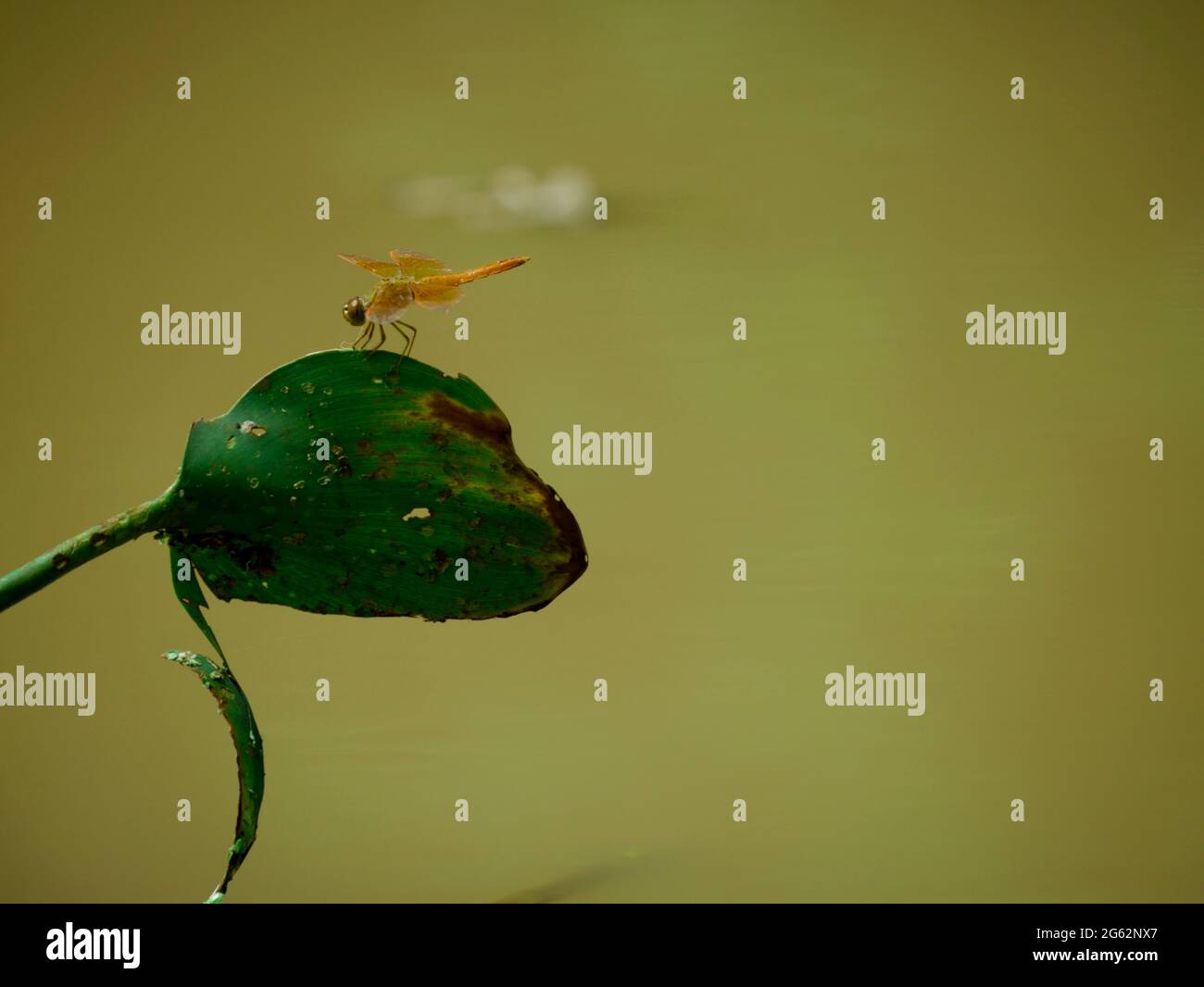 Brown color dragonfly creature seating upon lotus leaf isolated on rain ...