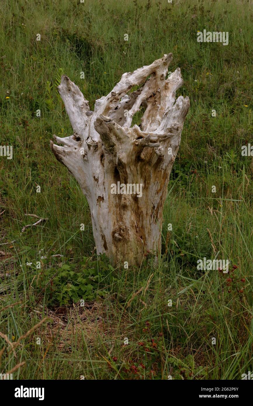 An old tree stump bleached white by the sun and washed ashore onto a ...