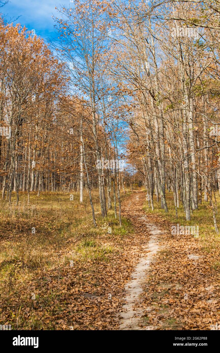 A hiking trail strewn with yellow leaves stretches through the autumn ...