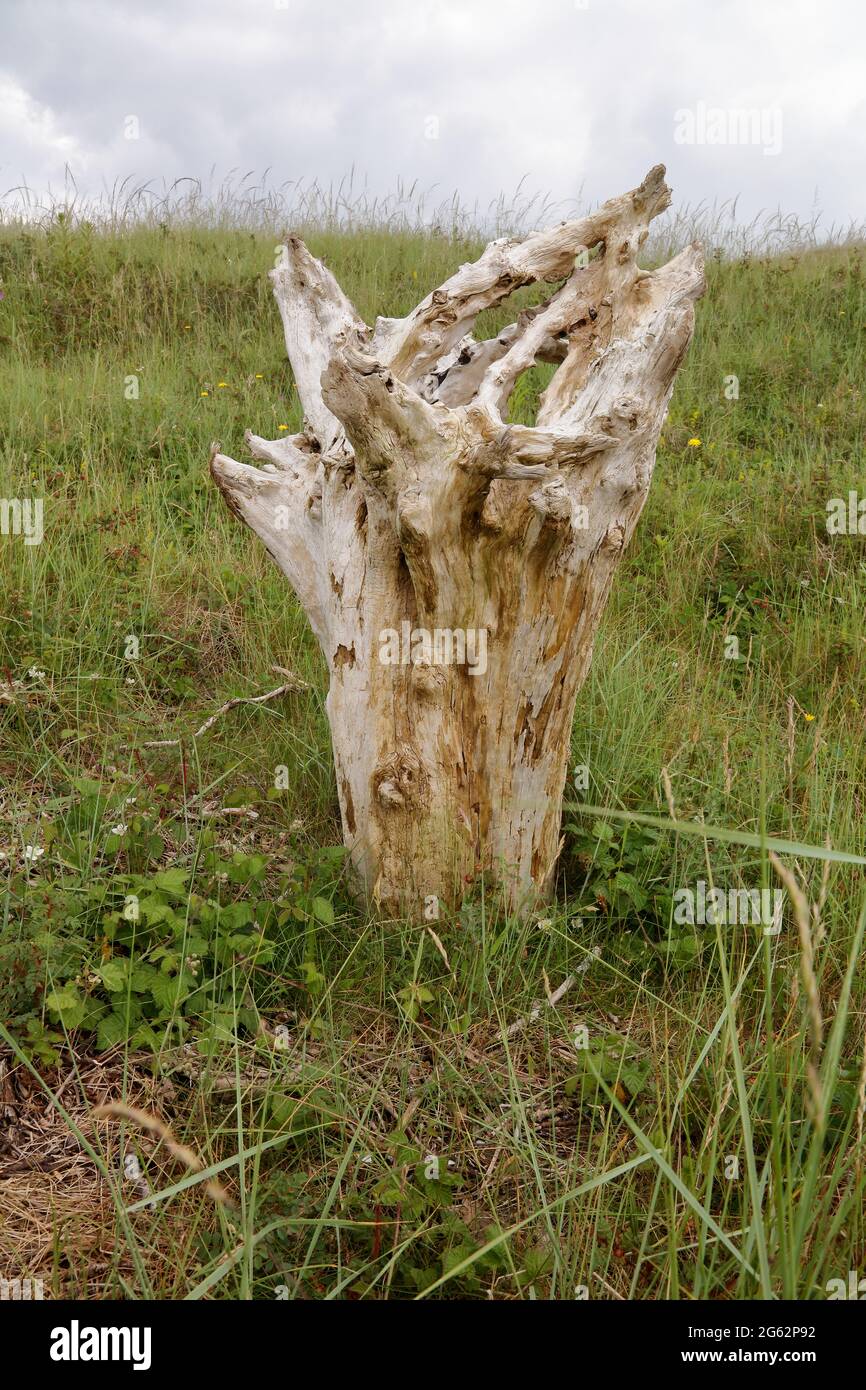 Tree stumps washed into the sea hi-res stock photography and images - Alamy