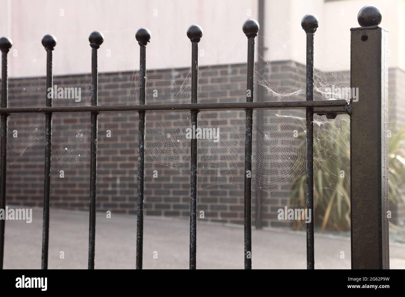 Thick spider silk hi-res stock photography and images - Alamy