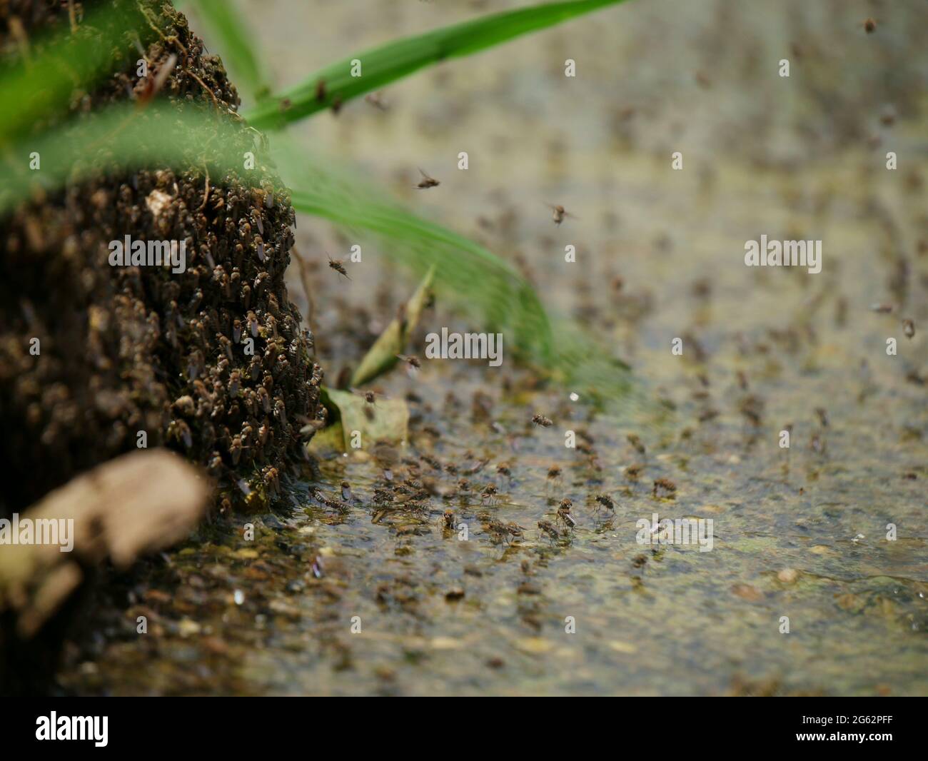 Fly insects huge group presented on dirty water polluted environment ...