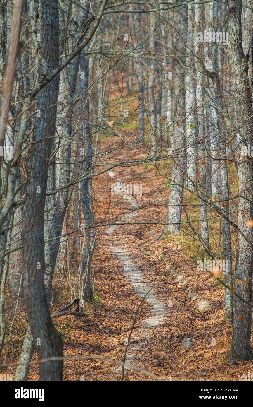 In the forest, a pedestrian path strewn with fallen leaves winds among ...