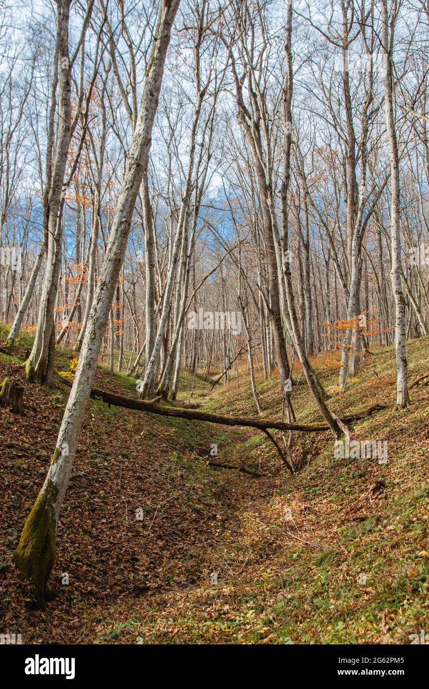 Trees without leaves standing hi-res stock photography and images - Alamy