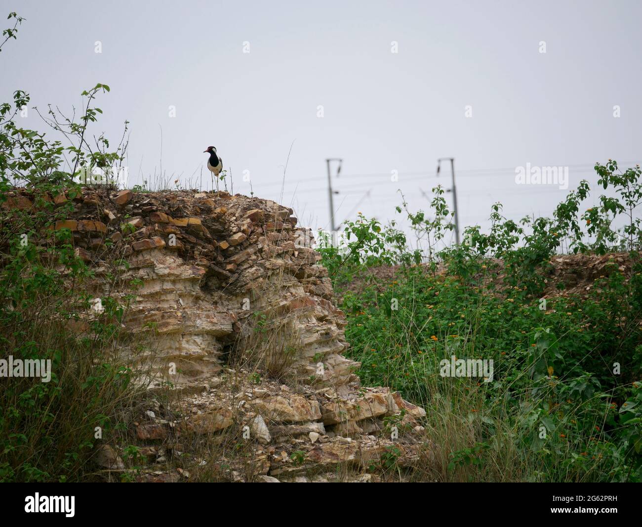 Black Waterbird seating upon mountain hill at sky background natural ...