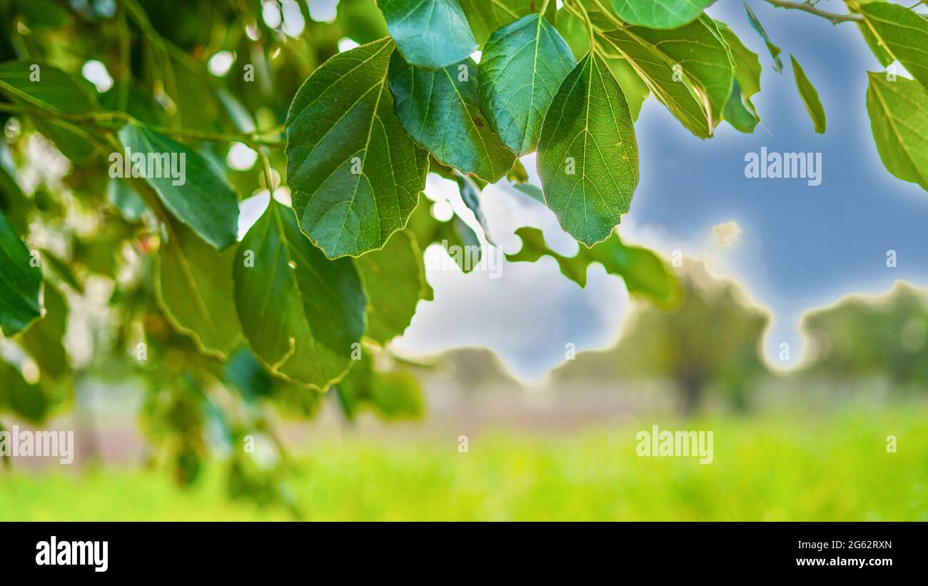 Fragrant manjack hi-res stock photography and images - Alamy