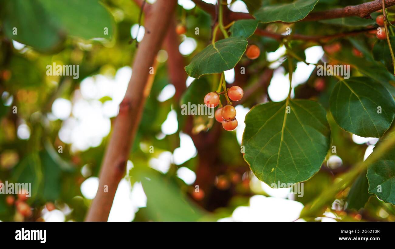 Gundi tree fruits hi-res stock photography and images - Alamy